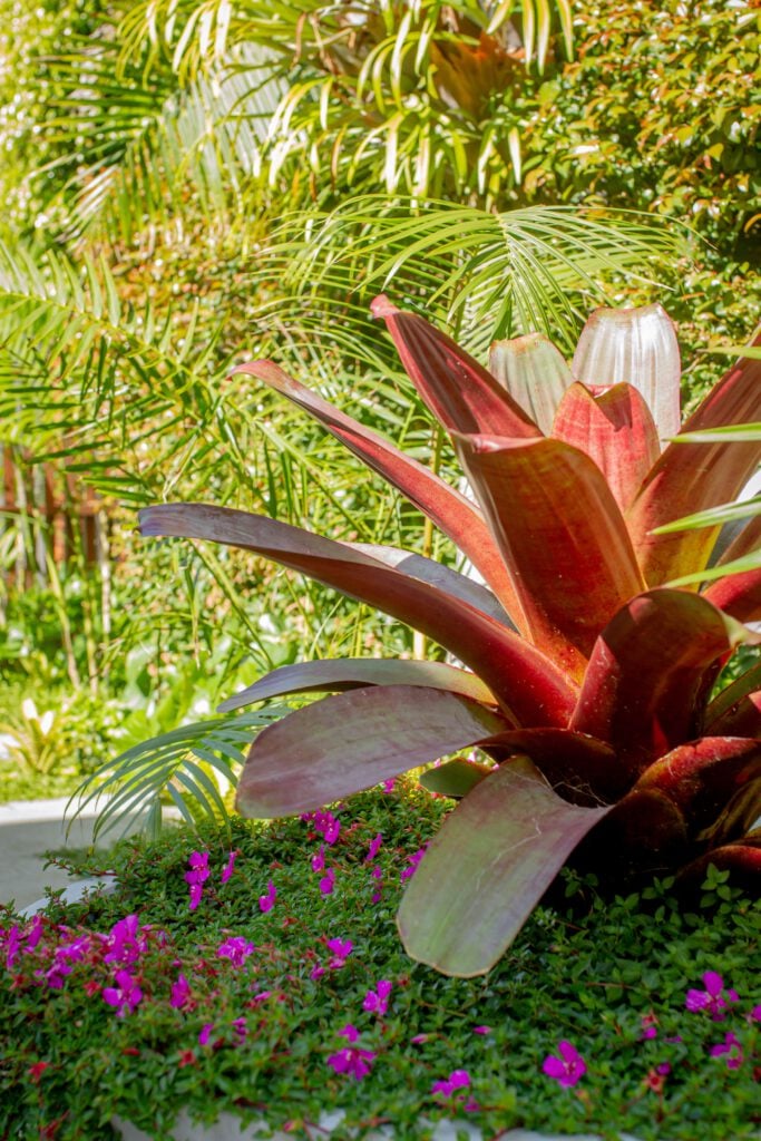 Tropical Garden Design: Everything You Need To Know - Sculpt Gardens