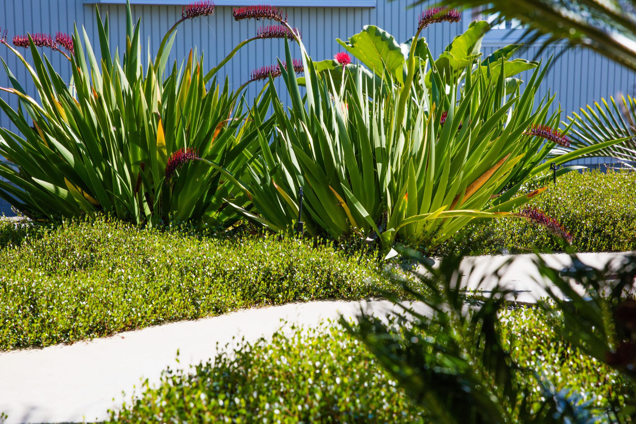 Designing a Distinctly New Zealand Garden: Your Ultimate Guide to NZ ...